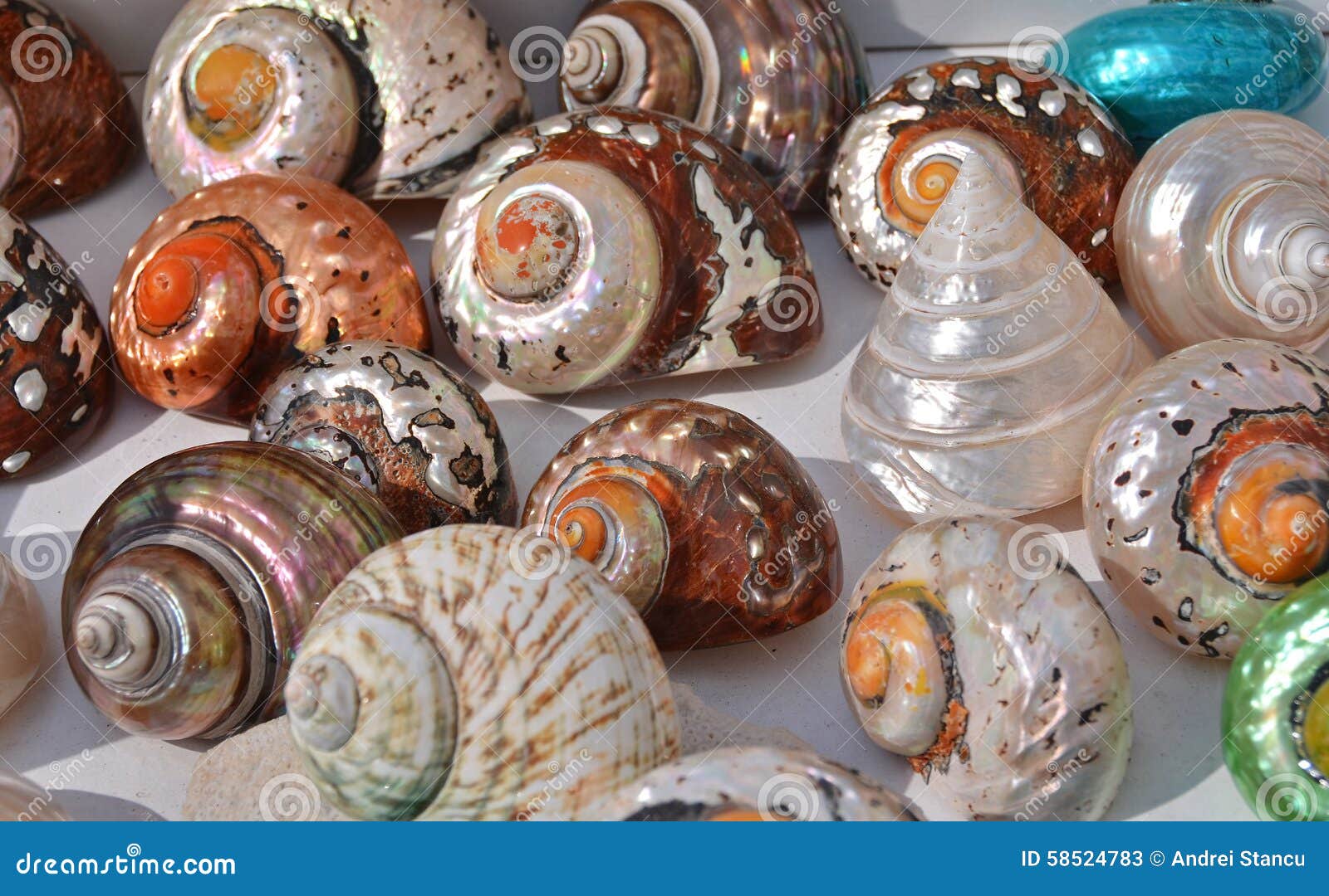 Sea shells stock image. Image of ocean, filling, beach - 58524783