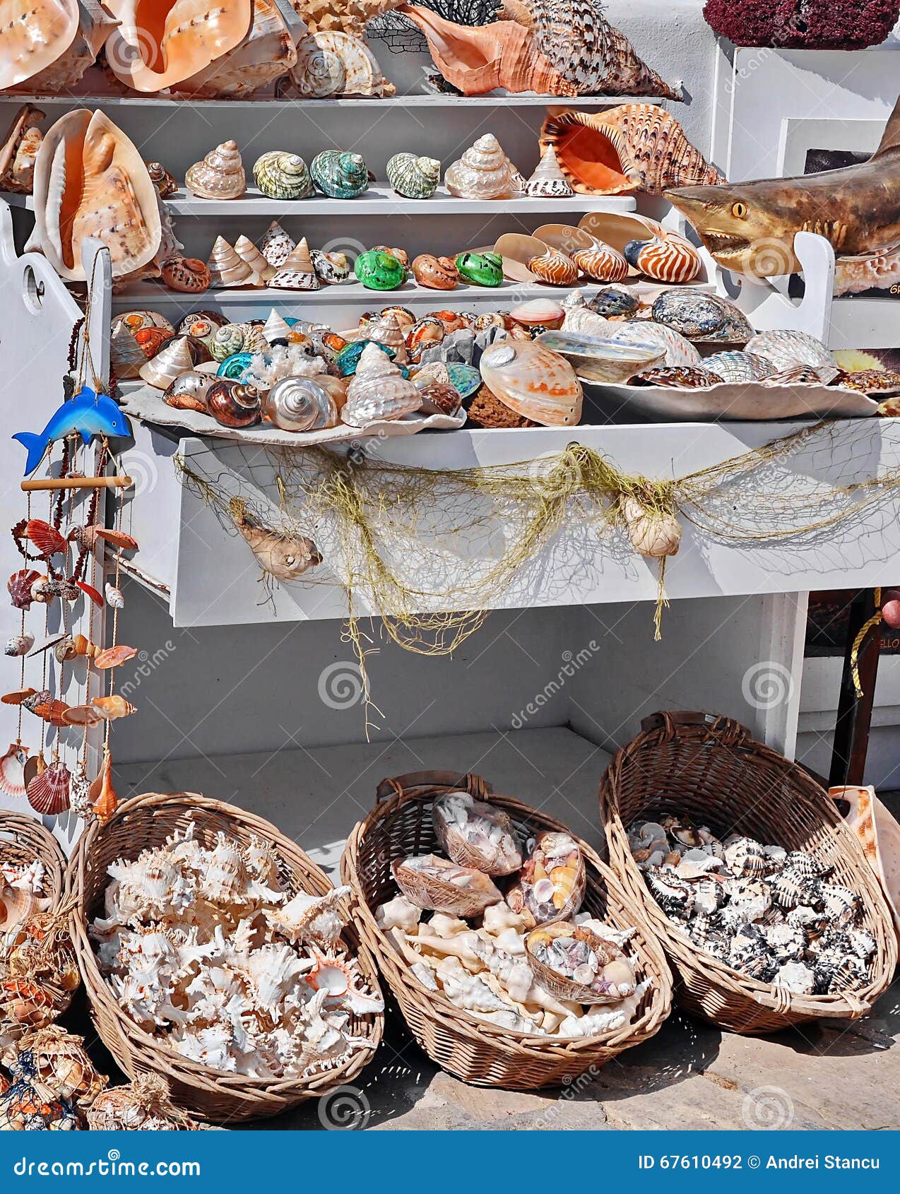 Sea shells stock photo. Image of collect, coastline, collecting - 67610492