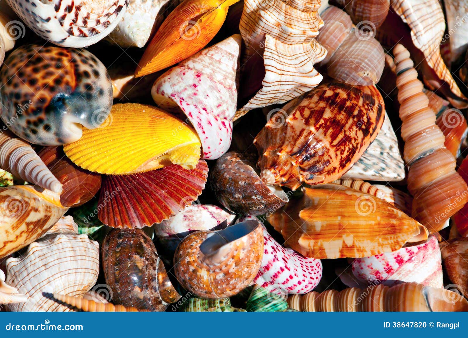 Sea shells stock photo. Image of mollusk, large, background - 38647820