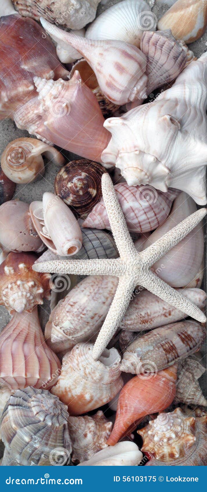 Sea Shells stock image. Image of clams, beautiful, marina - 56103175