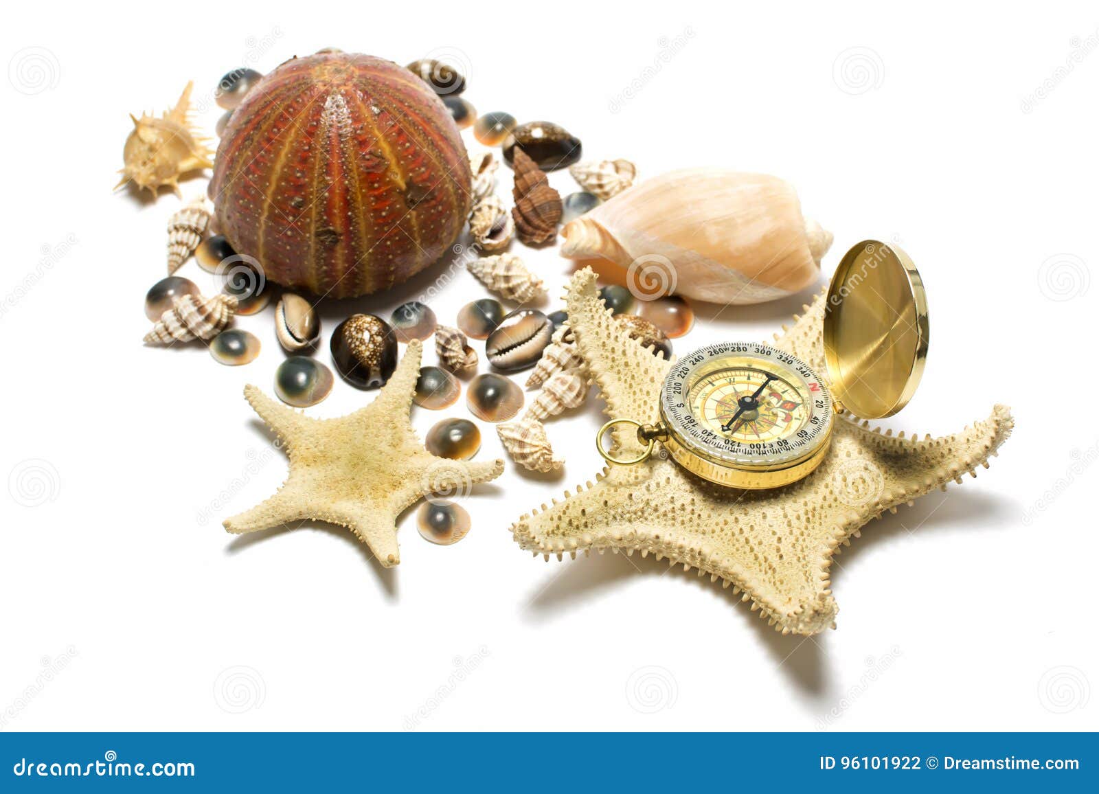 Sea Shells and a Compass on White Background Stock Photo - Image of ...