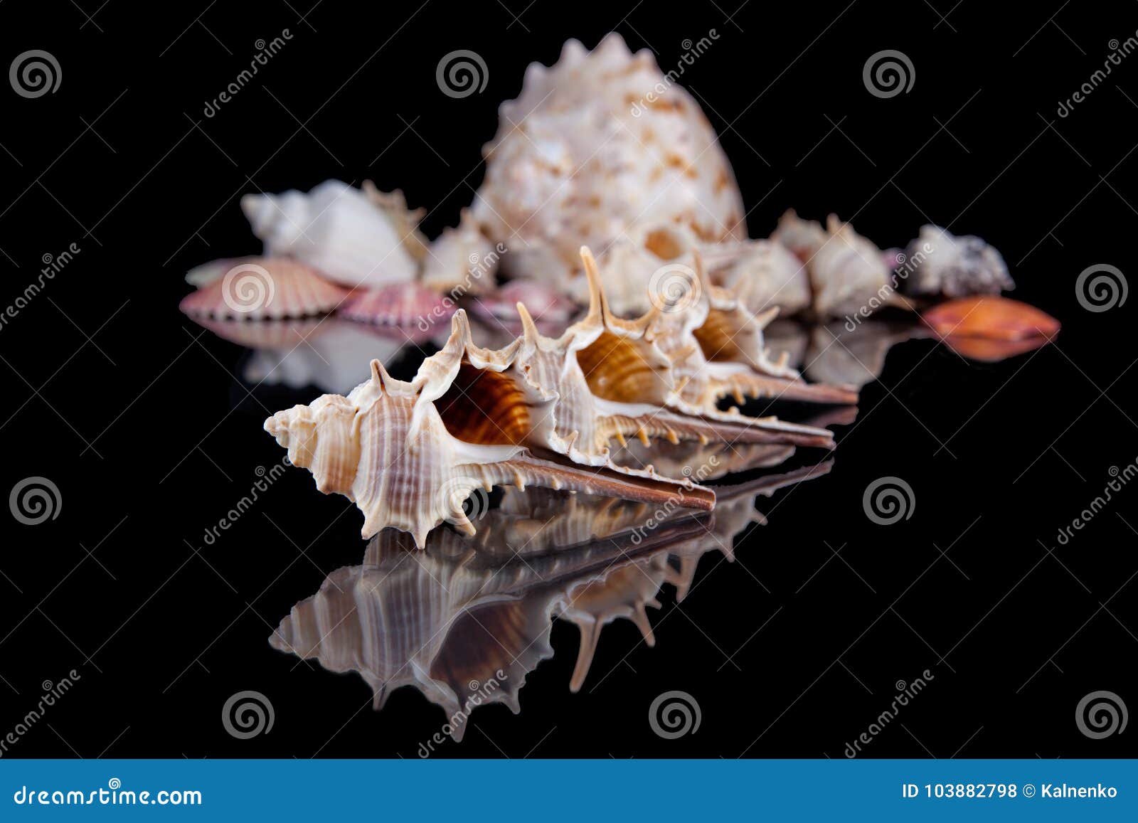 Sea Shells Conch Isolated on Black Background . Stock Photo - Image of ...