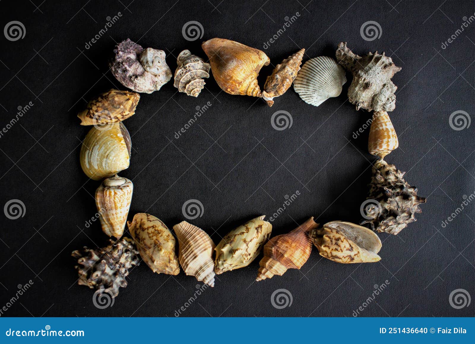 Sea Shells, Conch, Scallop and Mussel with Circle Shape Isolated on ...