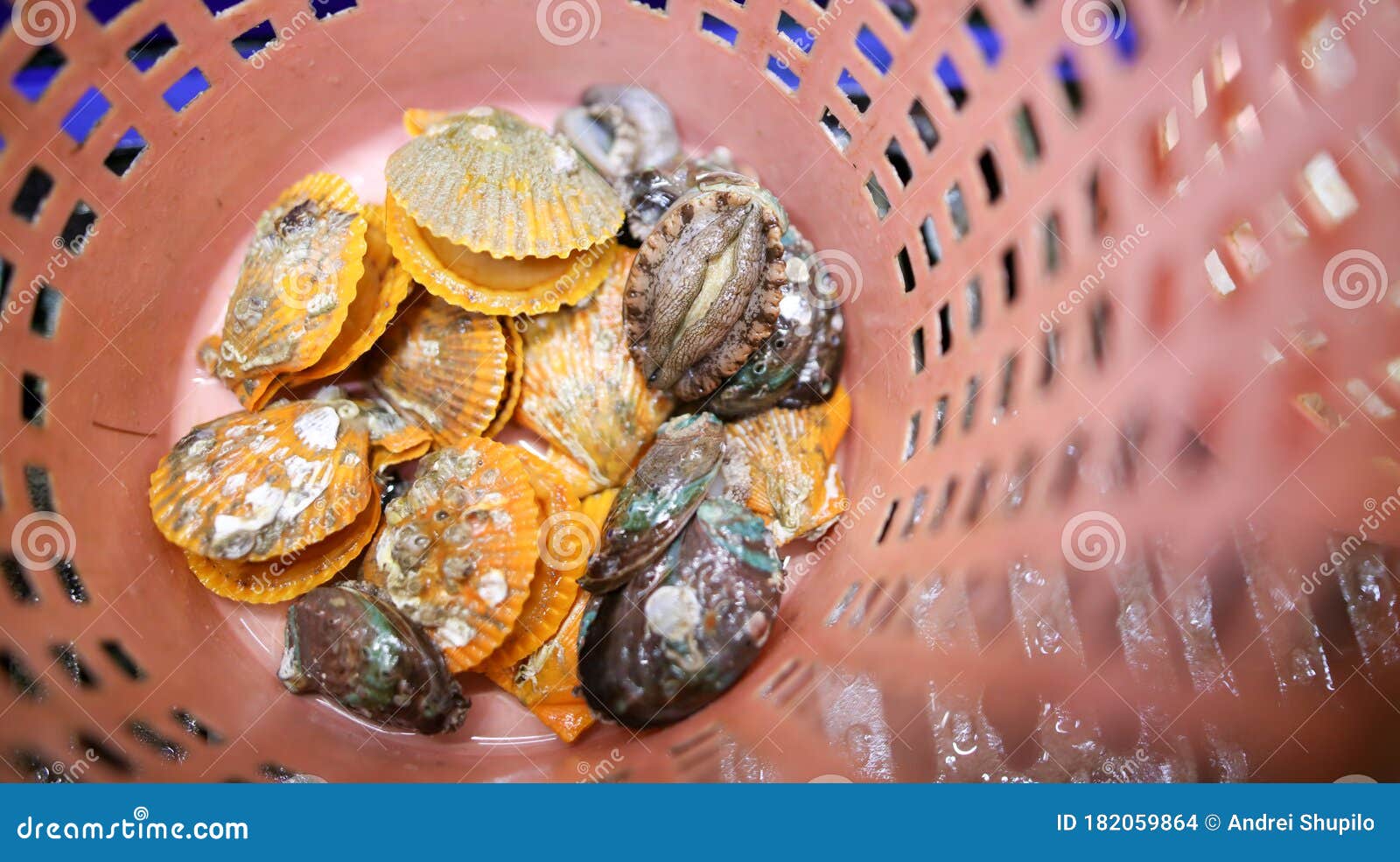 Sea shells for cooking stock photo. Image of nature - 182059864