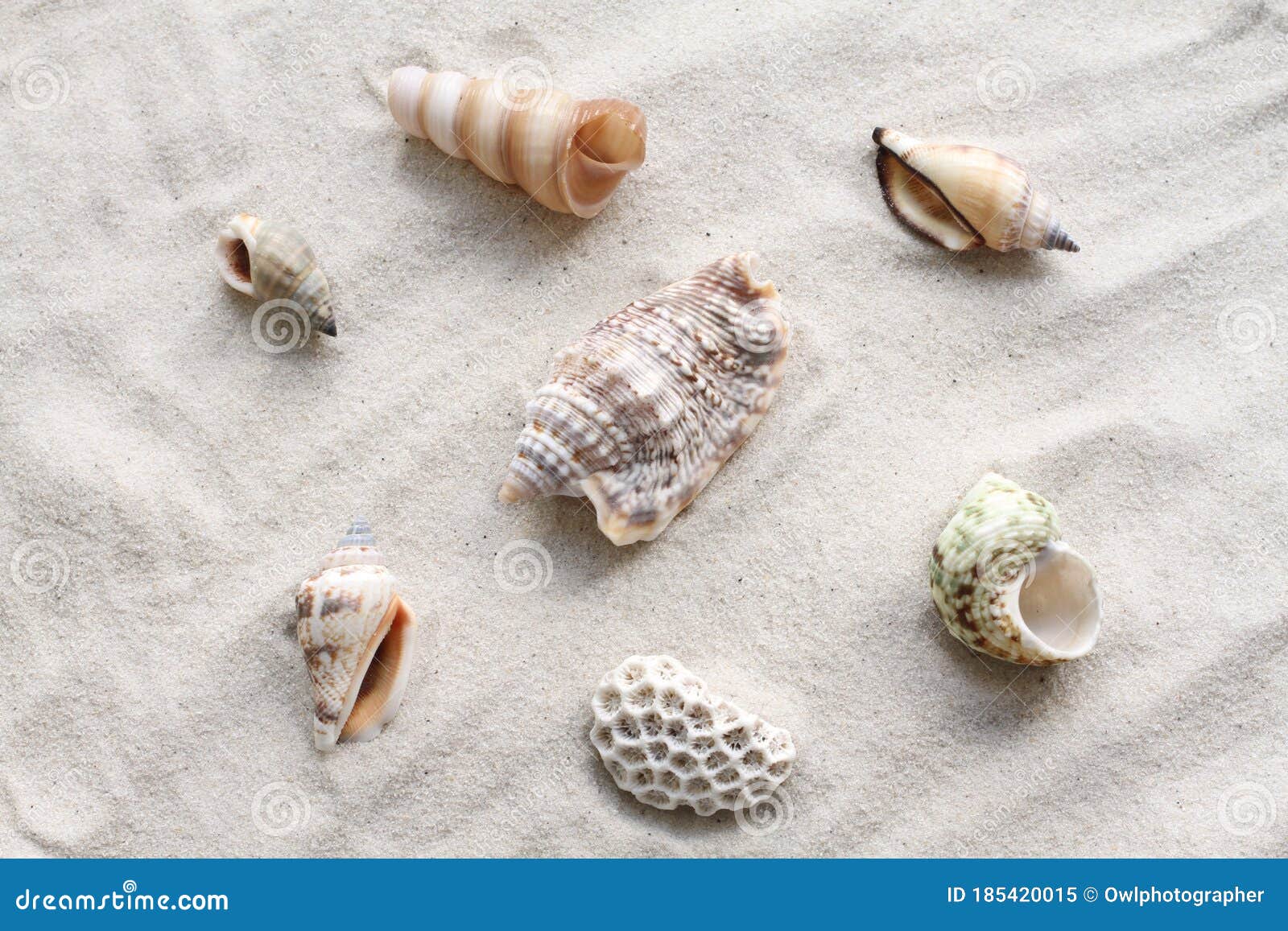 Sea Shells and Coral on the Sand Stock Image - Image of orange, color ...