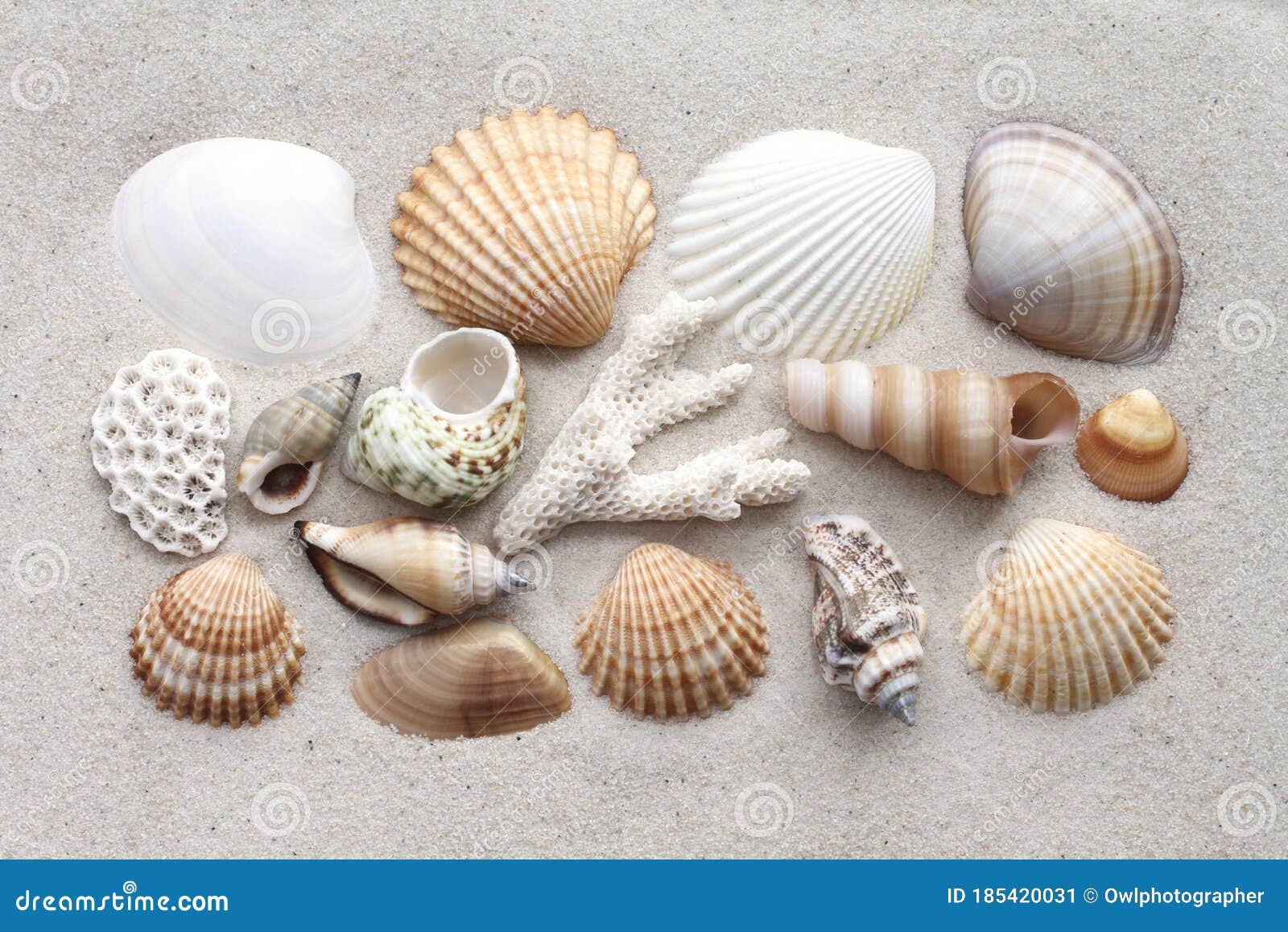 Sea Shells and Coral on the Sand Stock Image - Image of ocean ...