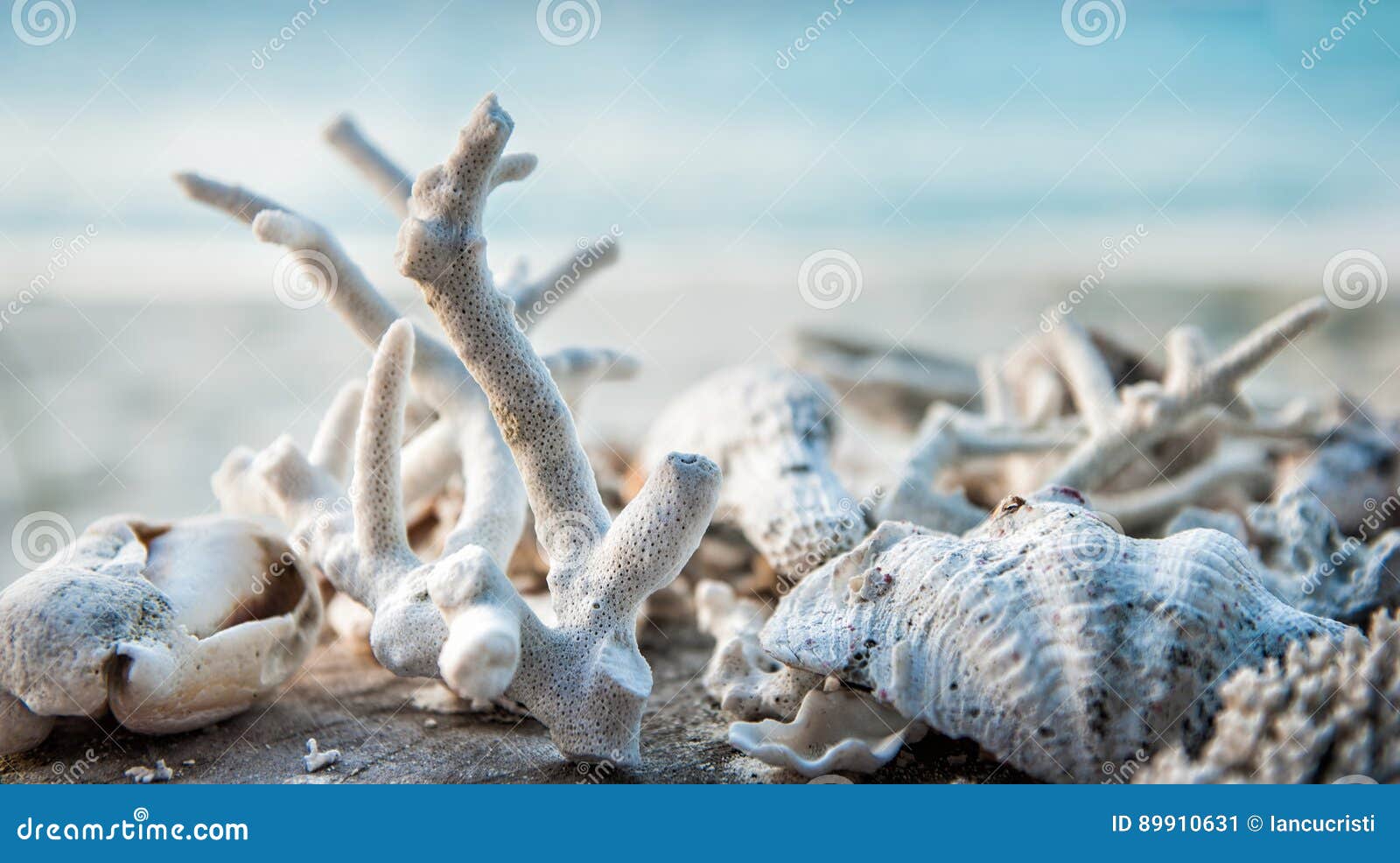 Sea Shells and Corals on the Tropical Beach. Stock Image - Image of ...