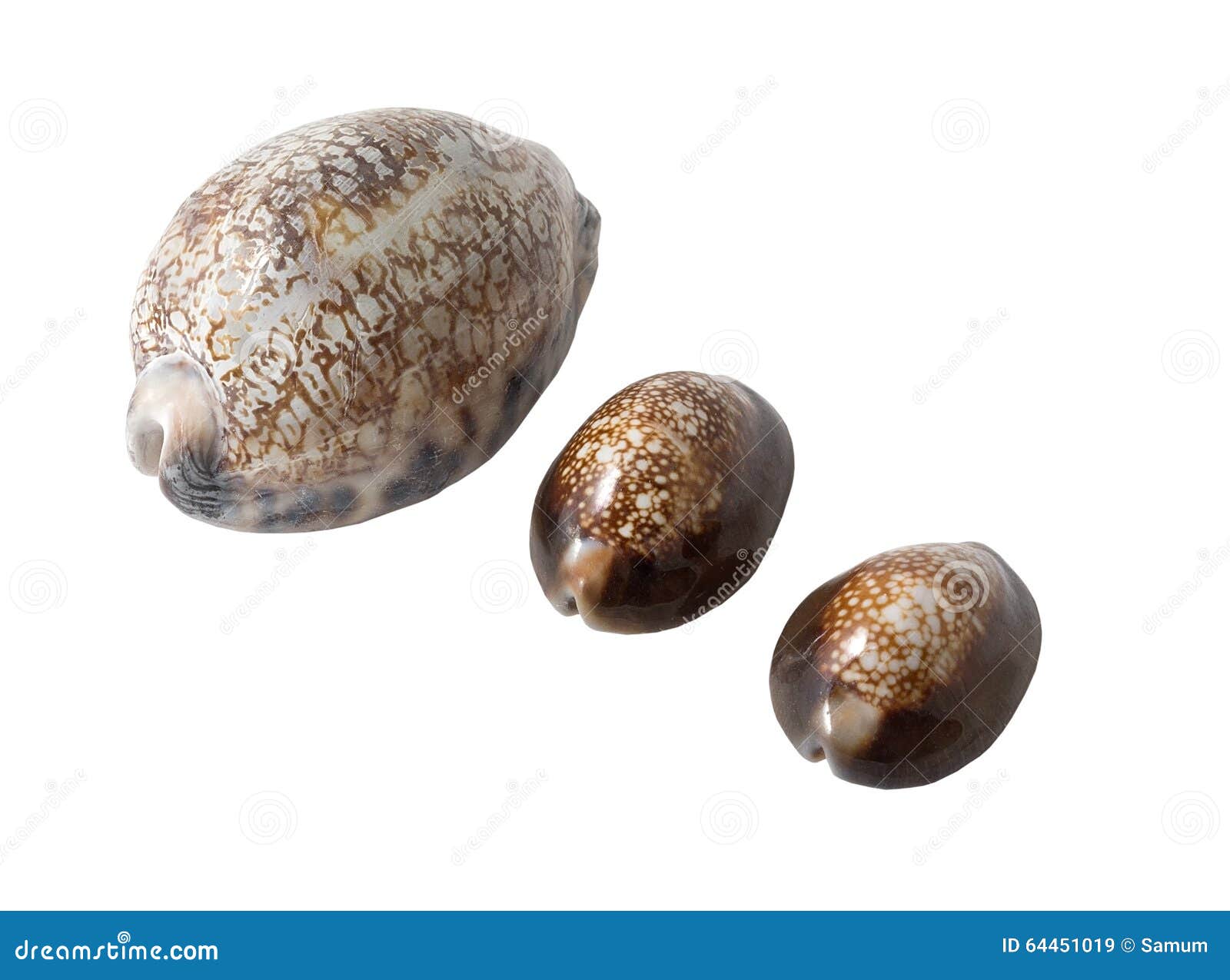 Sea shells cowry stock image. Image of mollusk, curve - 64451019