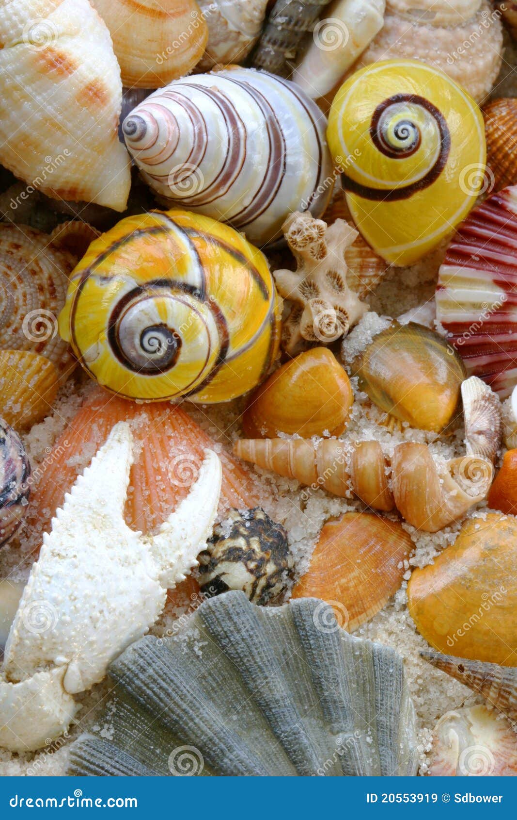 Sea Shells and Crab Claw on the Beach Stock Image - Image of gulf ...