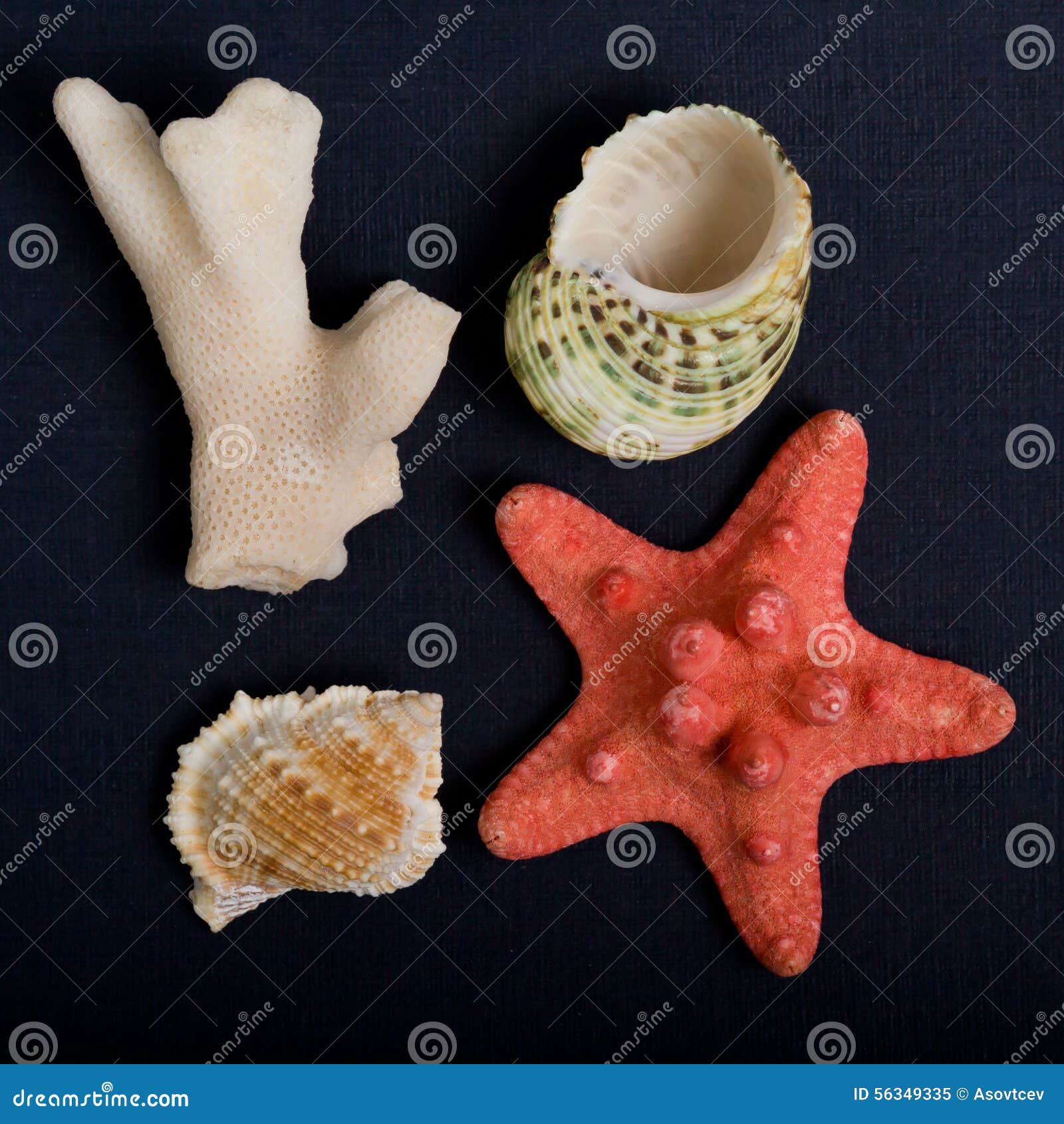 Sea Shells on the Dark Backing Closeup Stock Image - Image of lifestyle ...