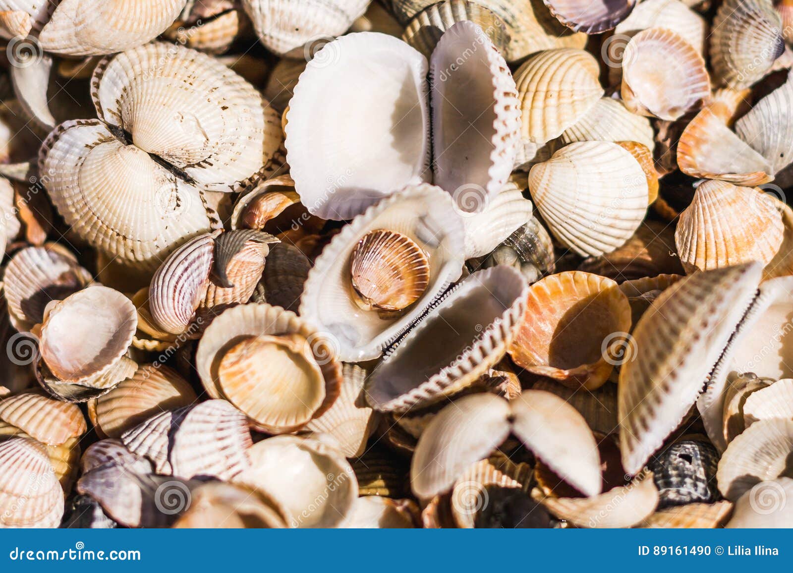 Sea Shells of Different Shapes Stock Photo - Image of background, shell ...