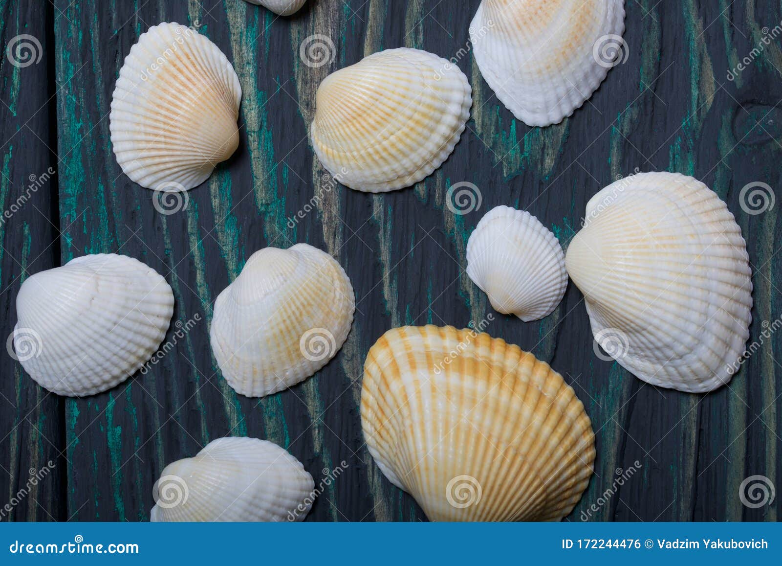 Sea Shells of Different Shapes and Sizes. on Brushed Pine Boards ...