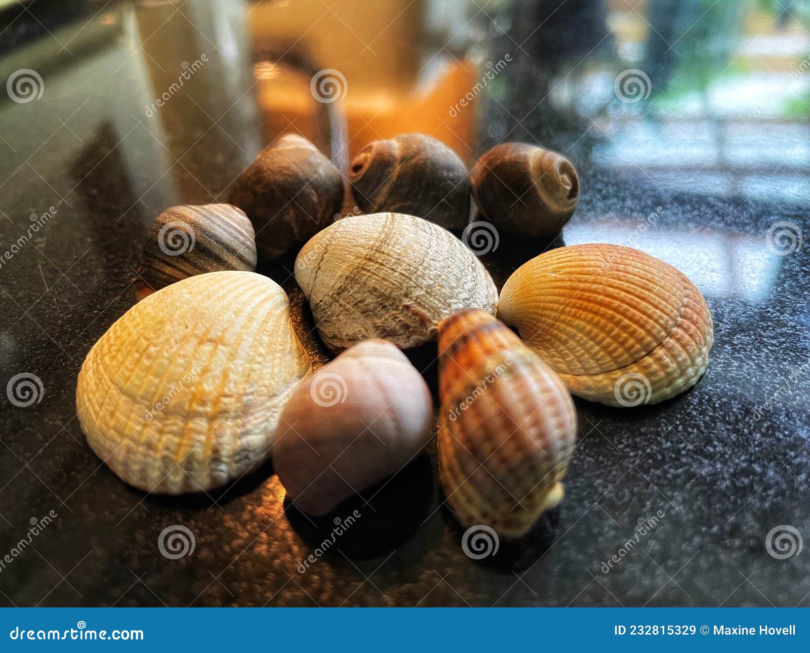 Sea Shells of Different Shapes and Sizes Stock Image - Image of wight ...