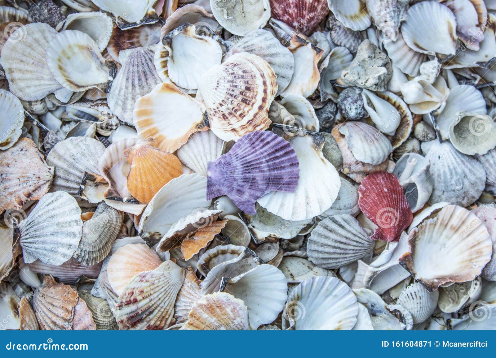 Sea Shells. Different Size and Variety. Store for Sale Stock Image ...