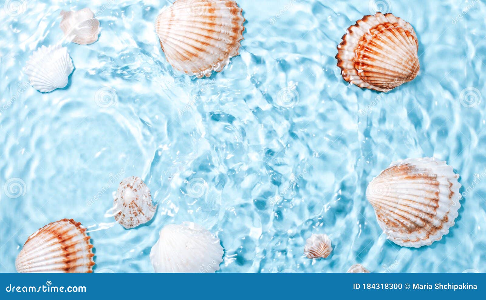 Sea Shells of Different Sizes Underwater, Copy Space. Various Seashells ...