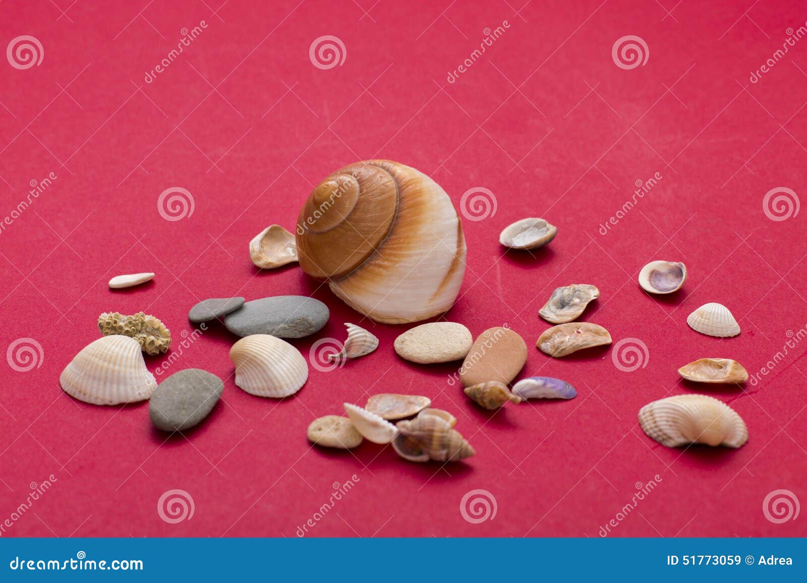Different Types of Seashells and Sea Rocks Stock Image - Image of ...