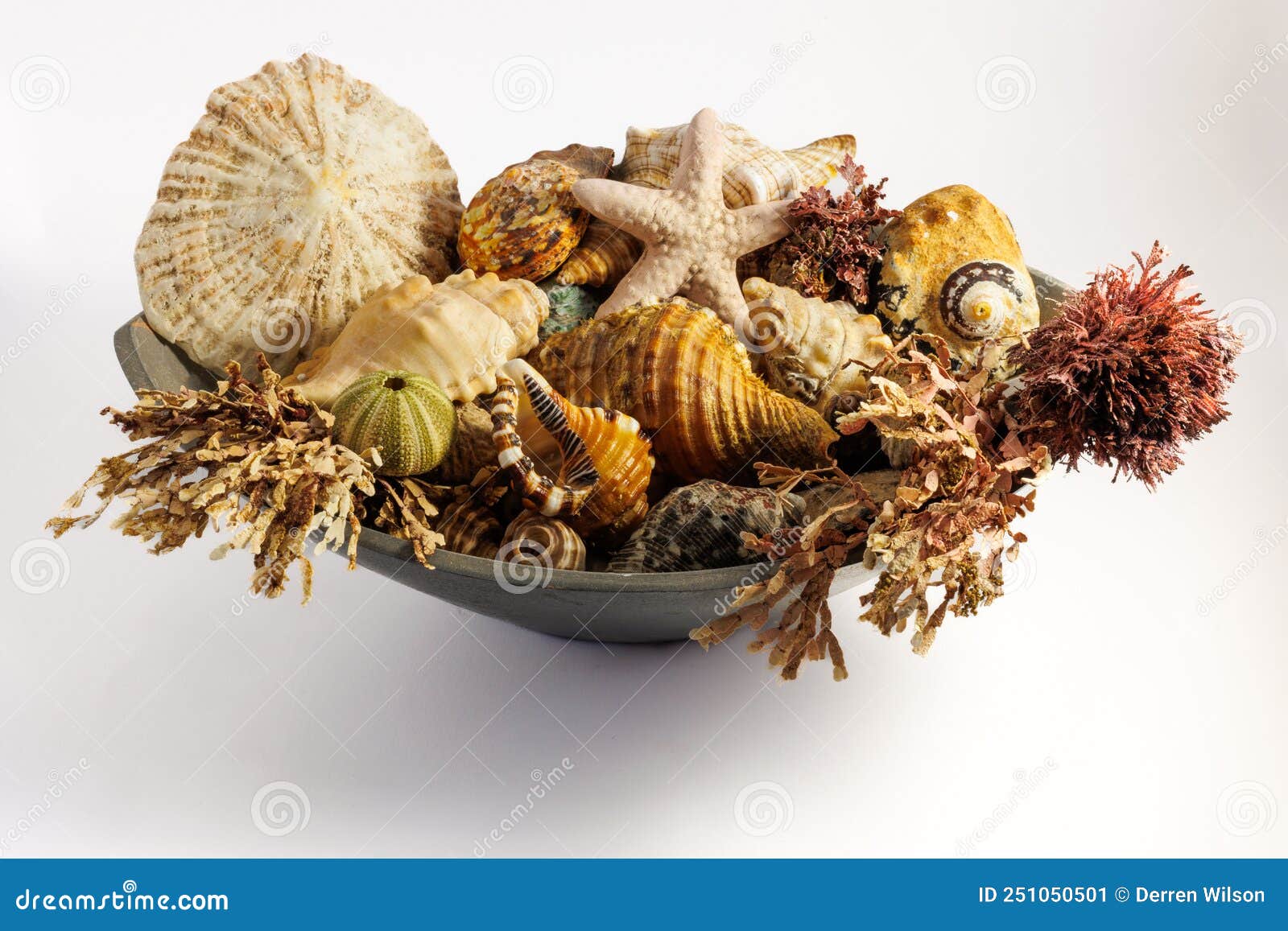 Sea Shells in Display Bowl for Decoration Stock Image - Image of decor ...
