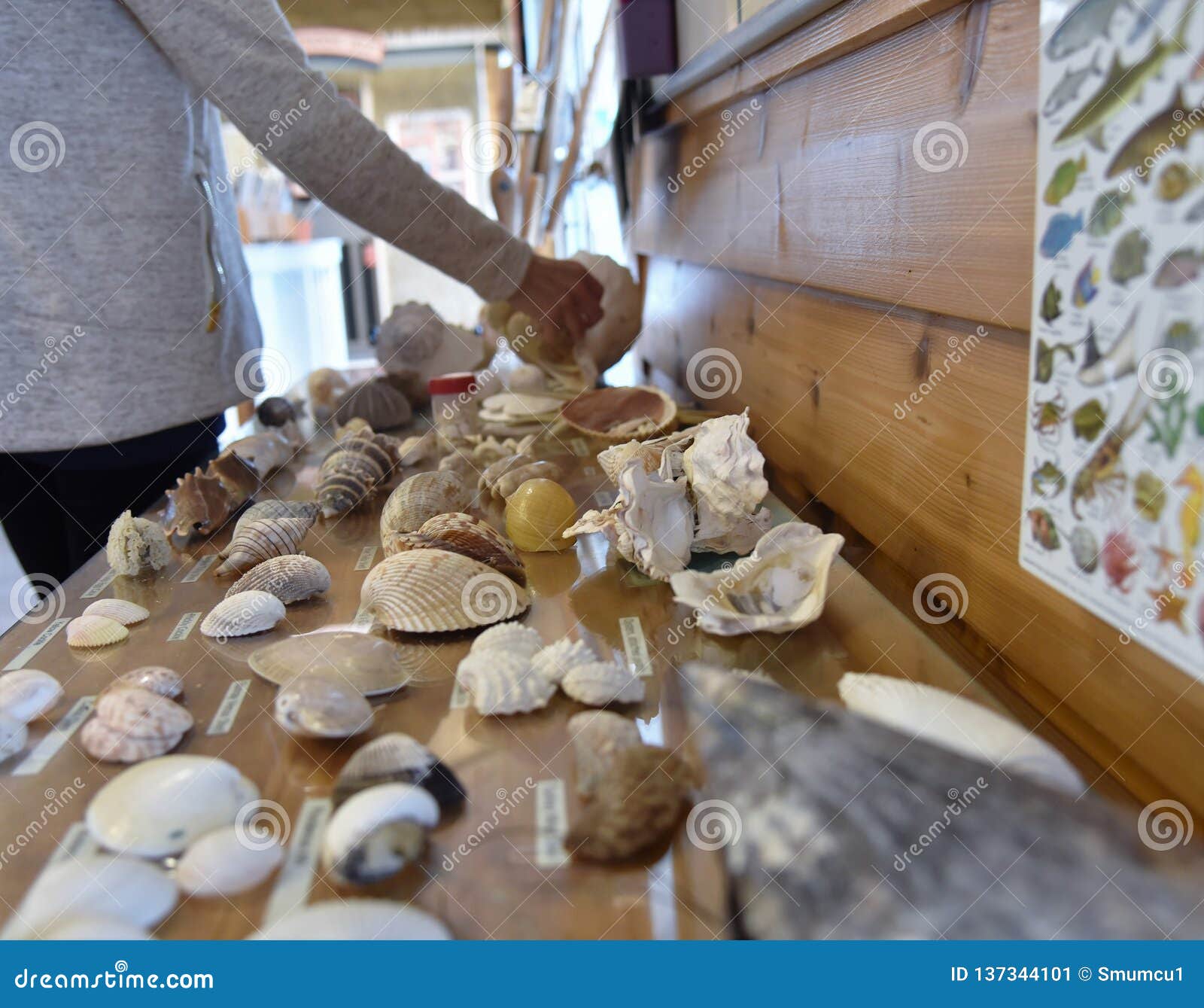 Sea Shells on display editorial photo. Image of caribbean - 137344101