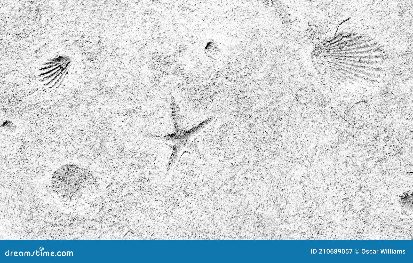 Sea Shells Drawn in the Sand. Stock Image - Image of waterfront, nature ...