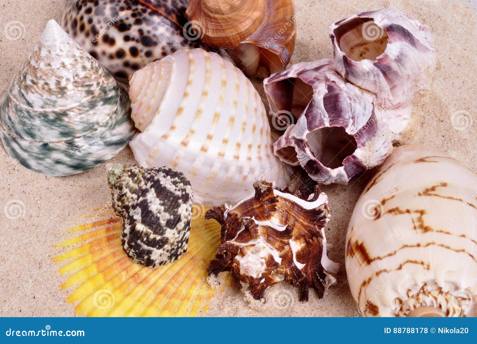 Sea Shells on a Fine Yellow Sand Background Stock Photo - Image of star ...