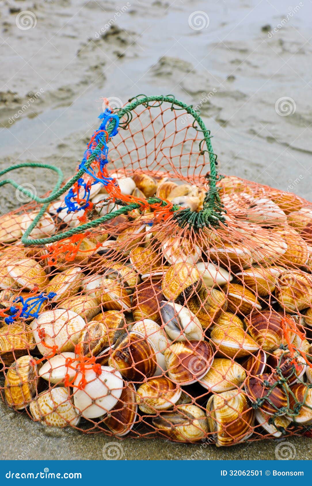 Sea shells stock image. Image of marine, aquaculture - 32062501