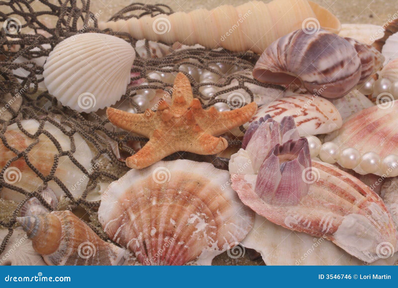Sea Shells and Fishing Net stock photo. Image of pearls - 3546746