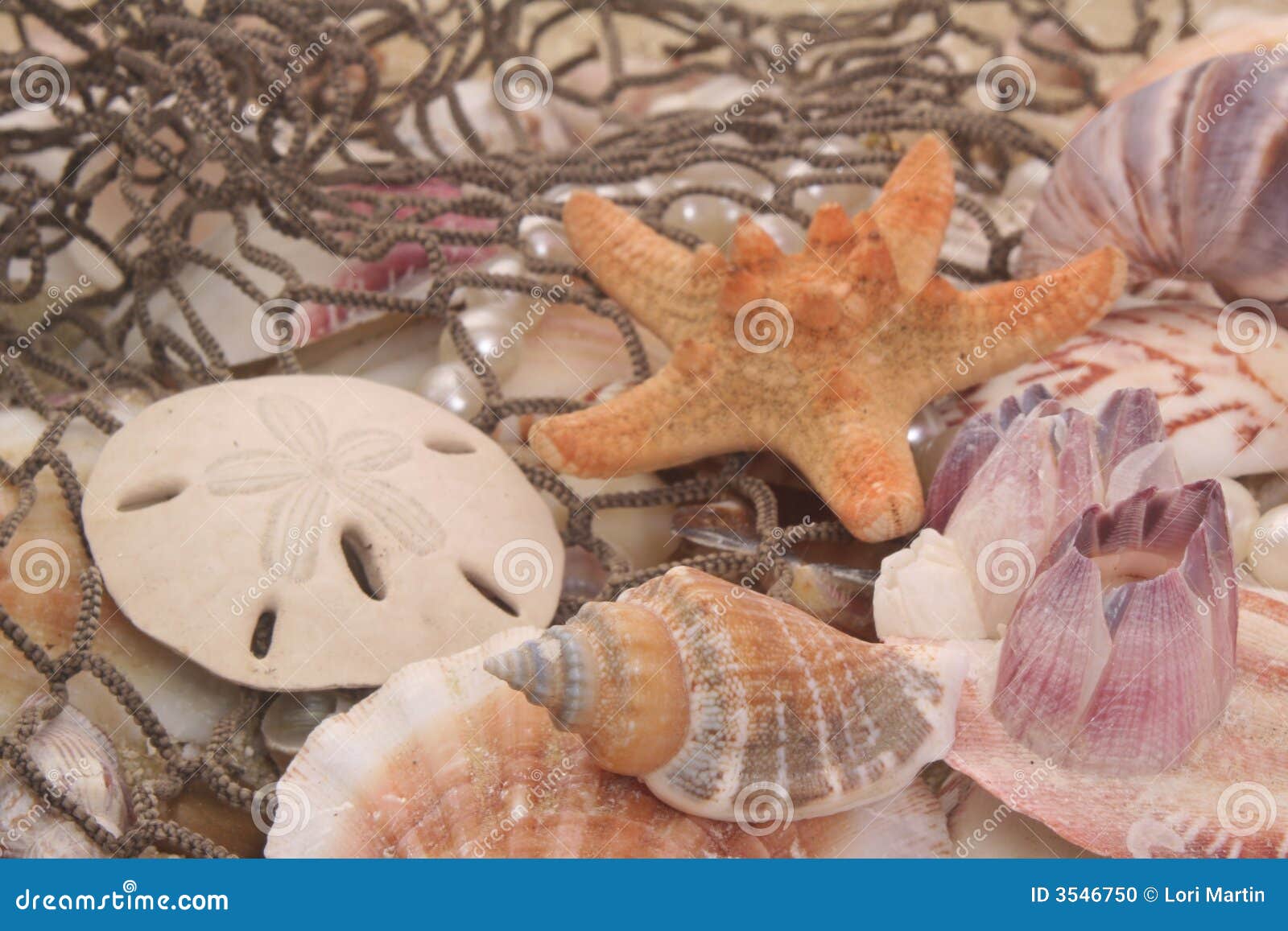 Sea Shells and Fishing Net stock photo. Image of outdoors - 3546750