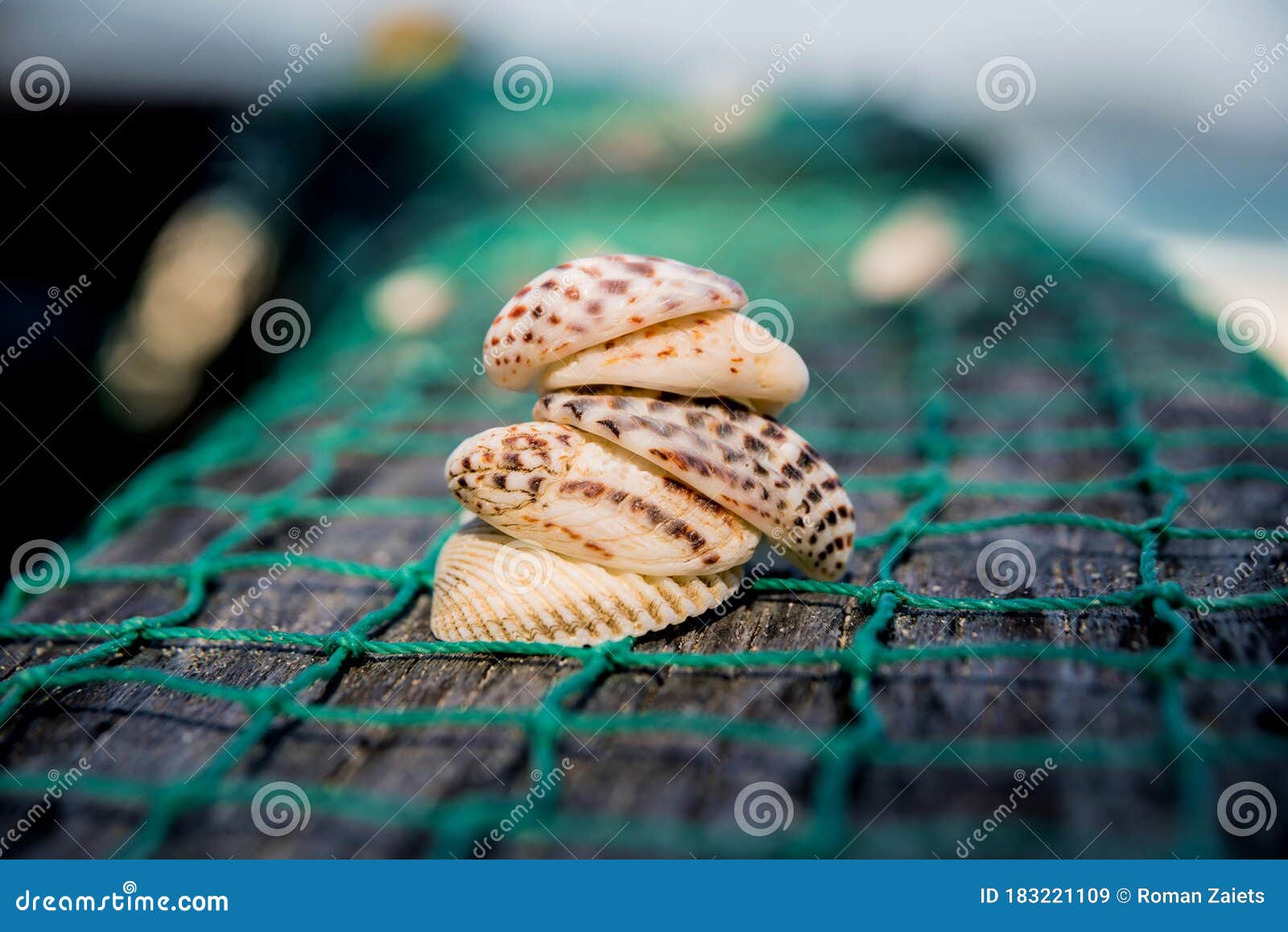 Sea Shells with Fishing Net. Sea Background. Stock Image - Image of ...