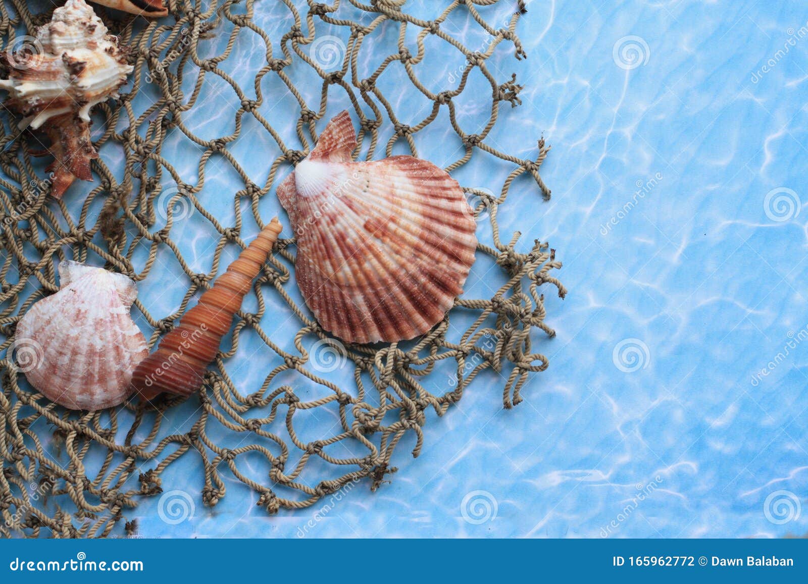 Sea Shells on a Fishing Net Stock Photo - Image of nature, text: 165962772