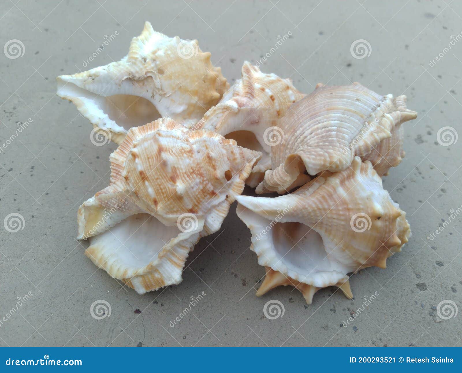 Sea Shells on the Floor stock image. Image of floor - 200293521