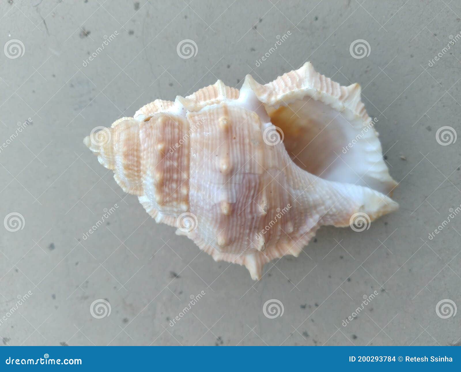 Sea Shells on the Floor stock photo. Image of coral - 200293784