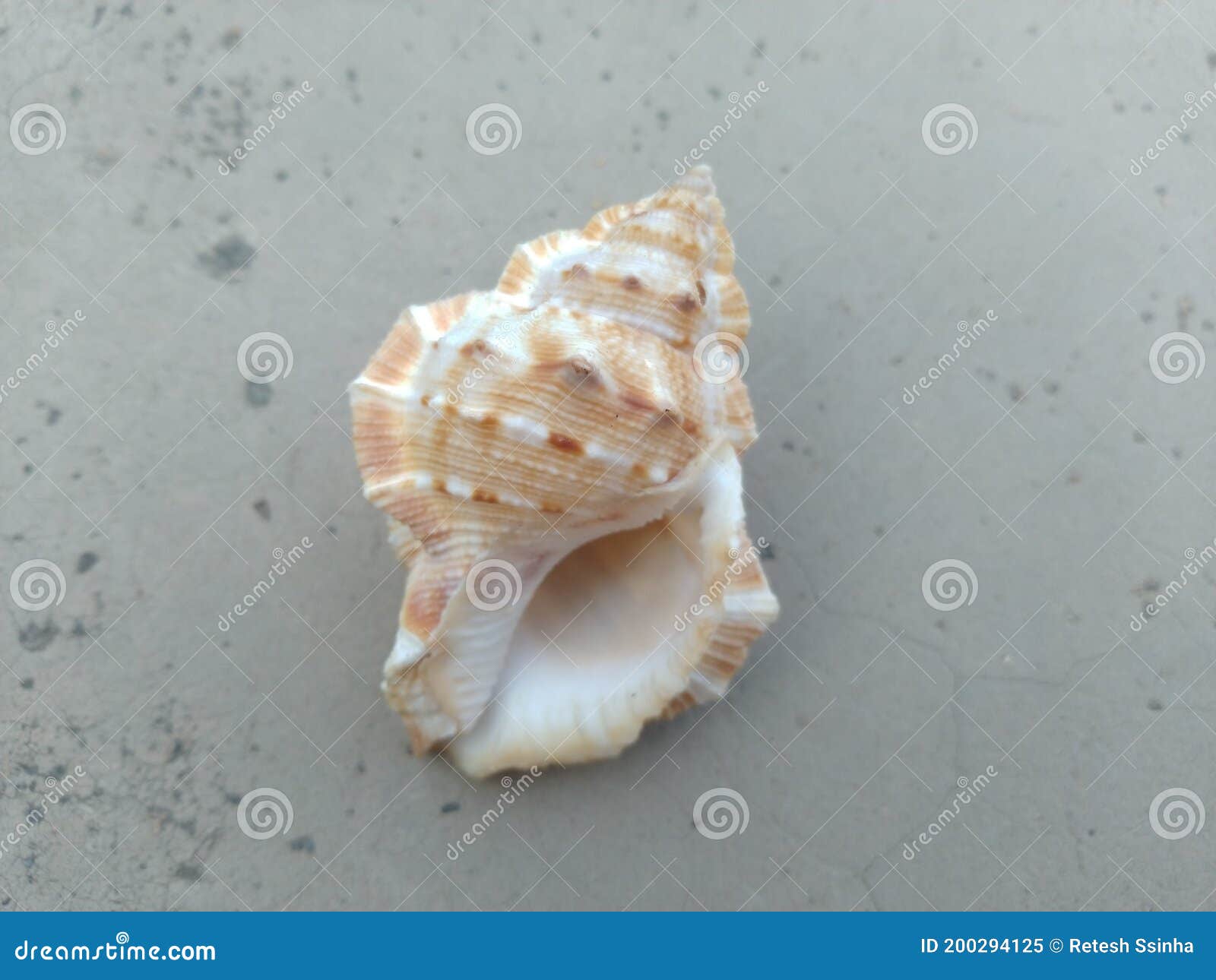 Sea Shells on the Floor stock image. Image of shells - 200294125
