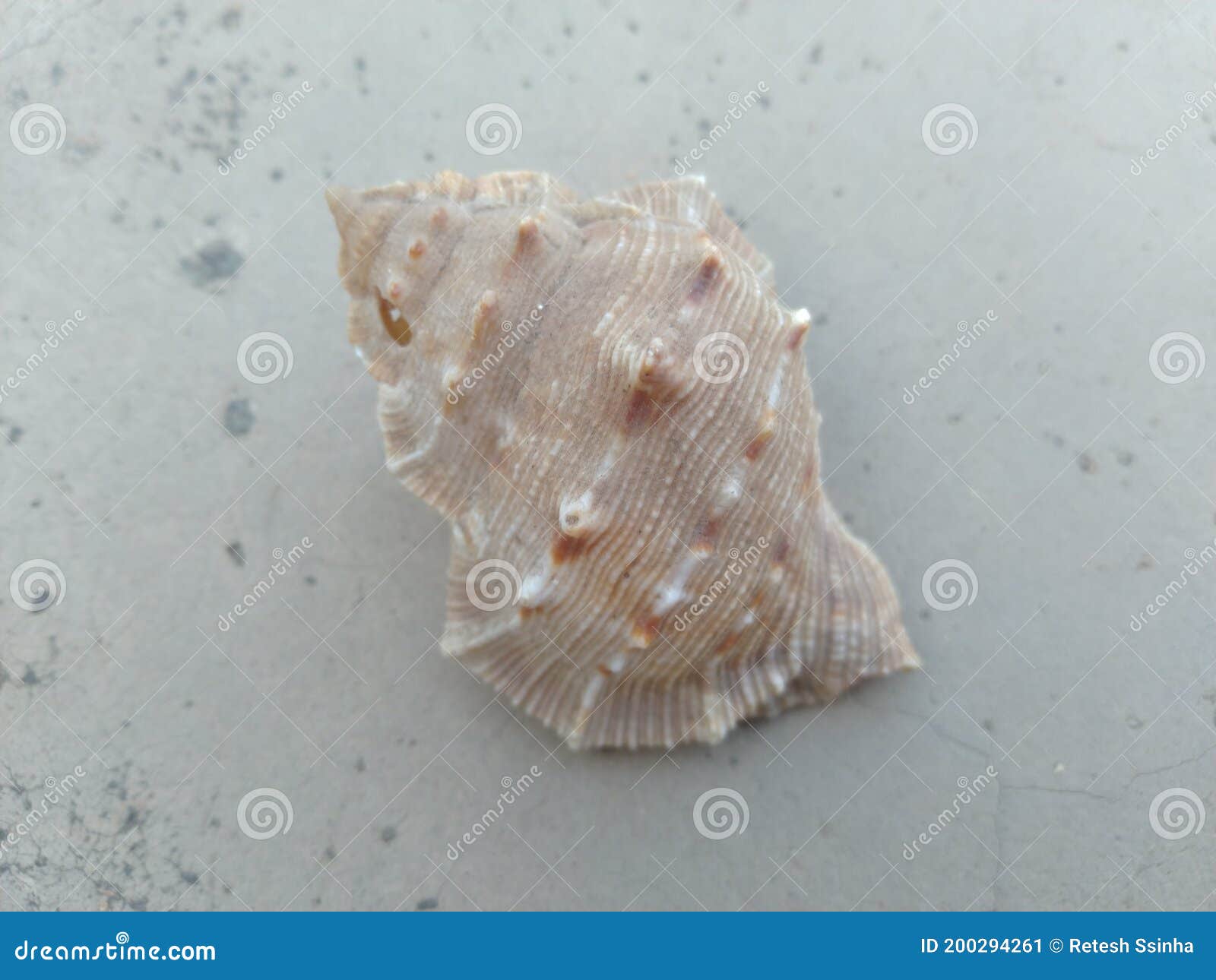 Sea Shells on the Floor stock image. Image of water - 200294261