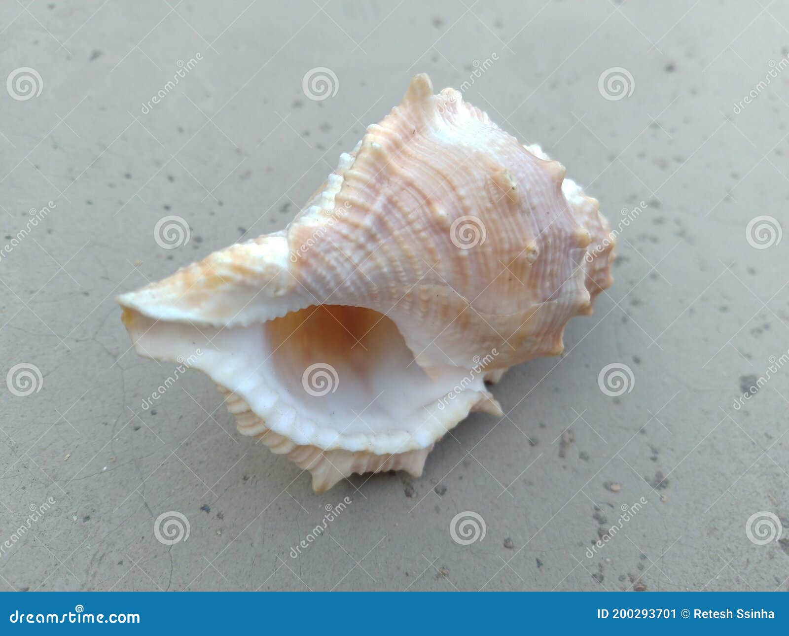 Sea Shells on the Floor stock image. Image of beautiful - 200293701