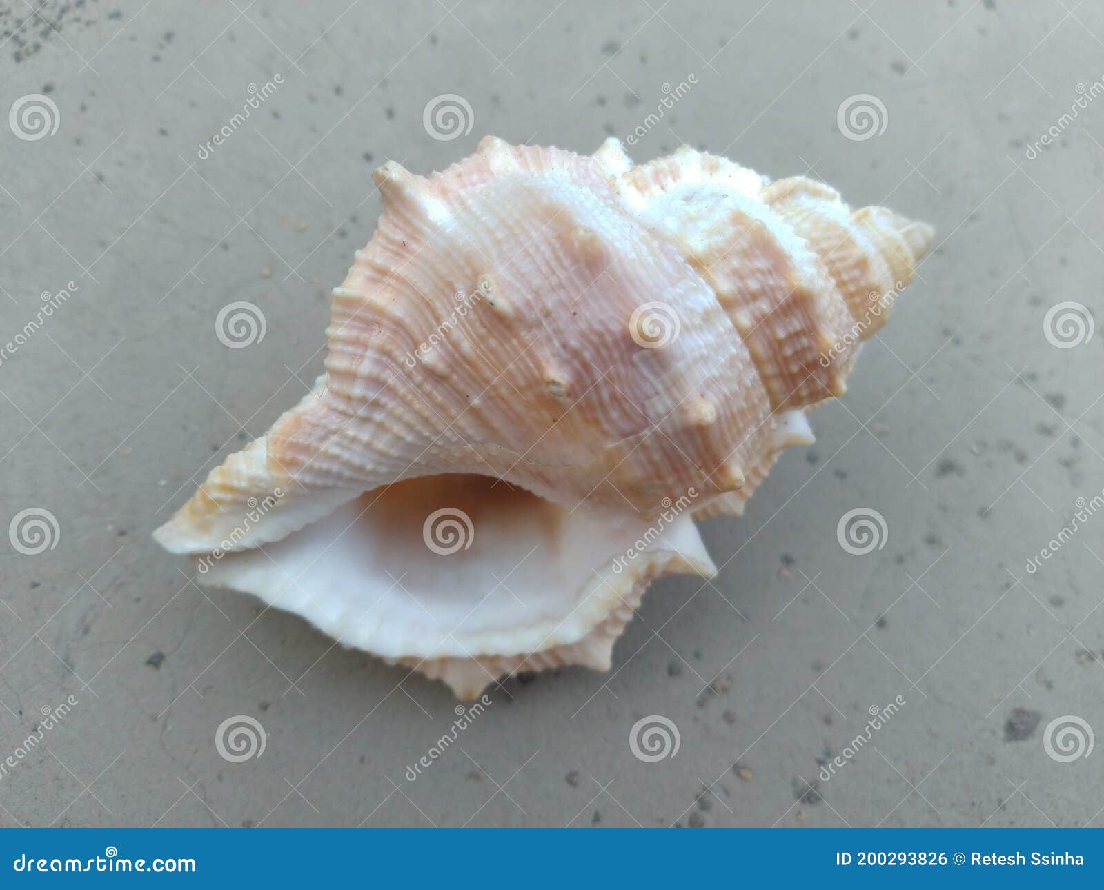 Sea Shells on the Floor stock photo. Image of floor - 200293826