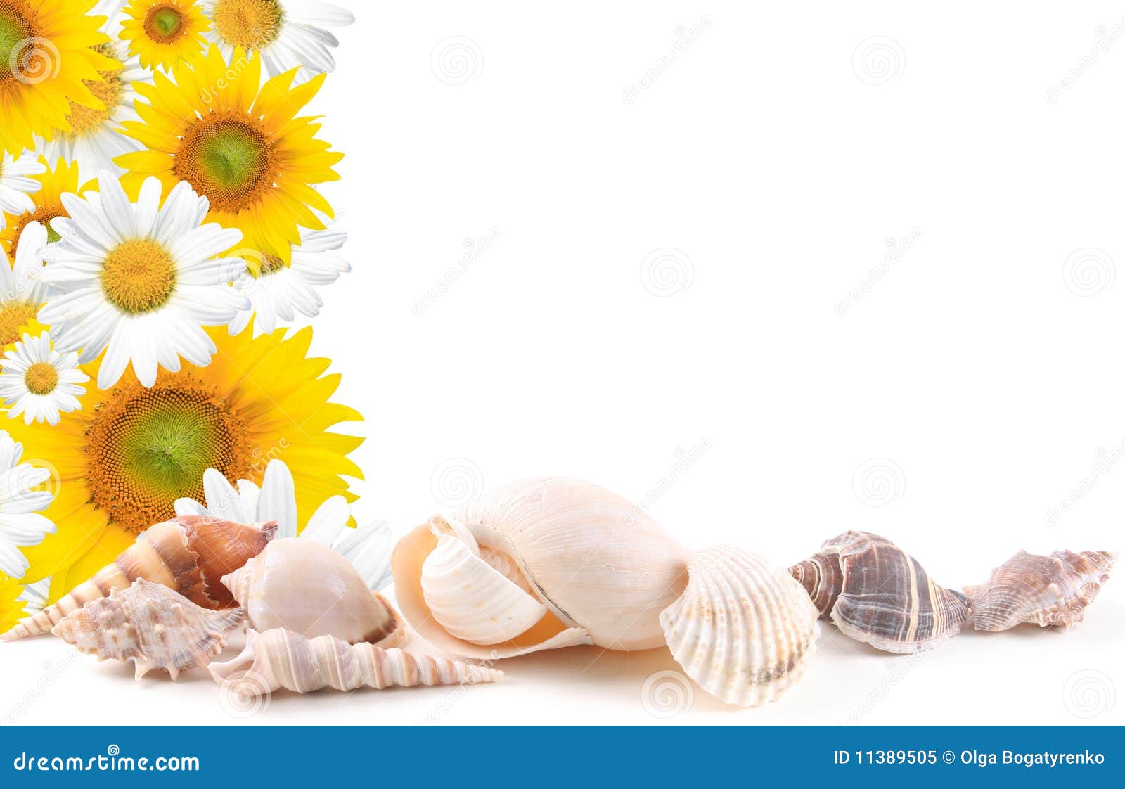 Sea Shells and Flowers Frame Stock Image - Image of white, isolated ...