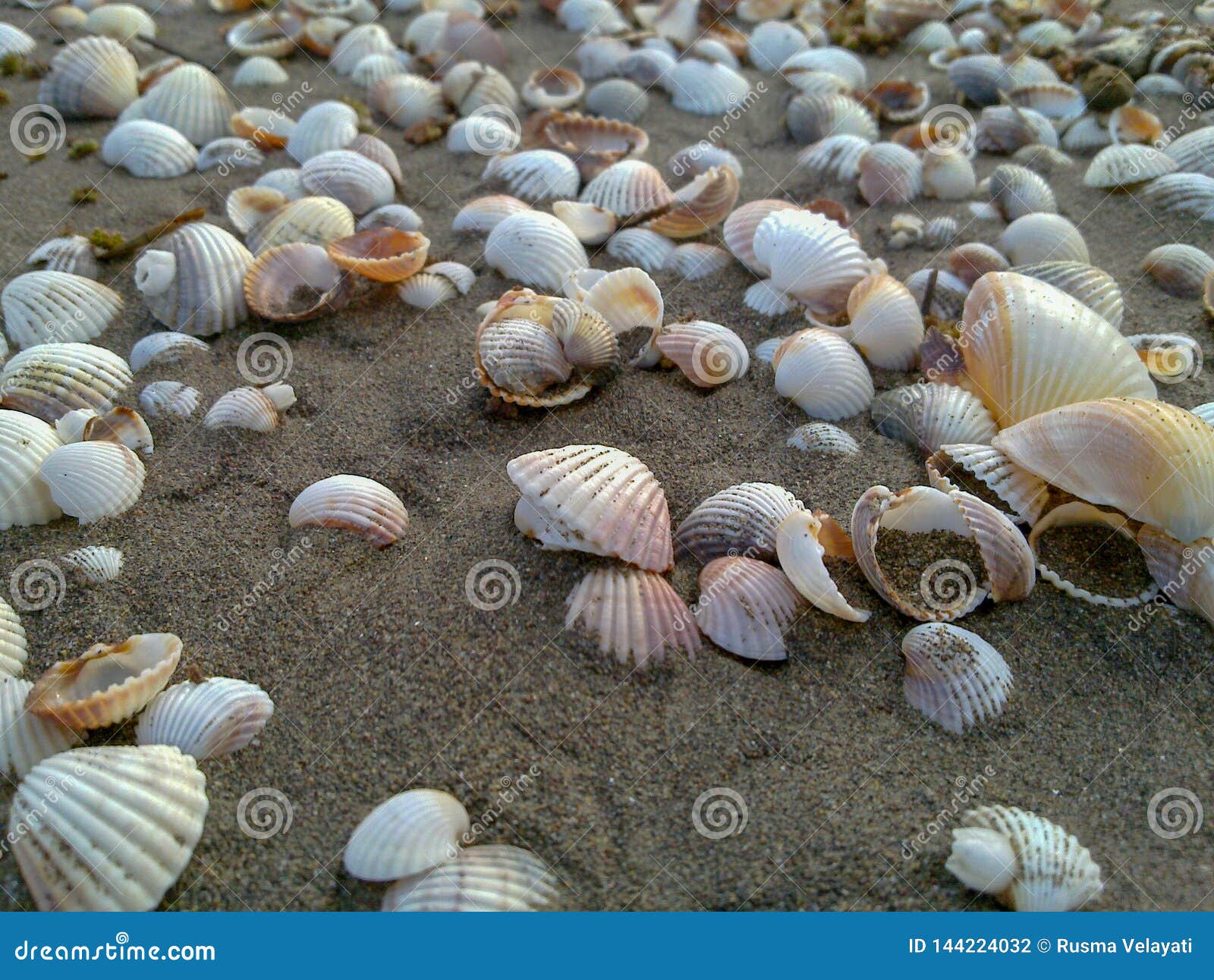 Sea Shells Form a Trail on the Sand at Caspian Beach, Iran, Gilan Stock ...