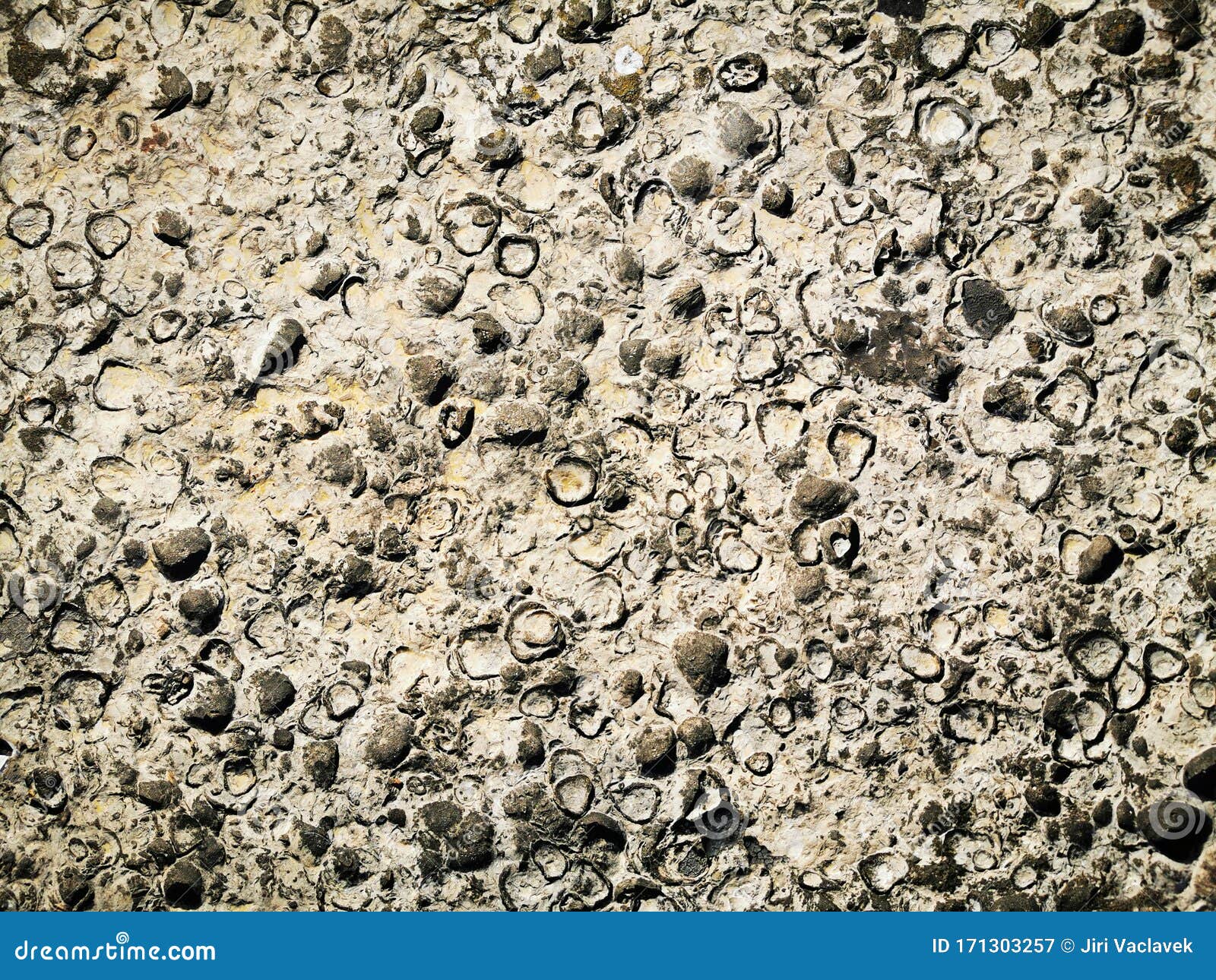 Sea Shells Fossil Texture Royalty-Free Stock Photography ...