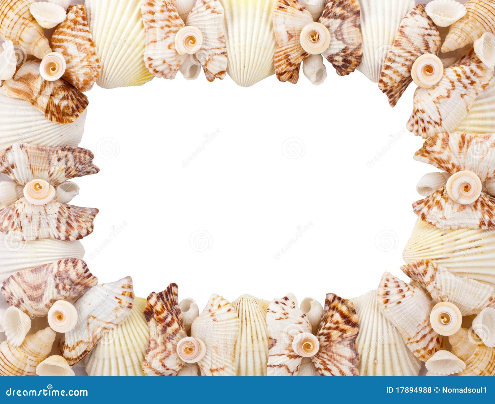 Sea shells frame stock photo. Image of macro, climate - 17894988