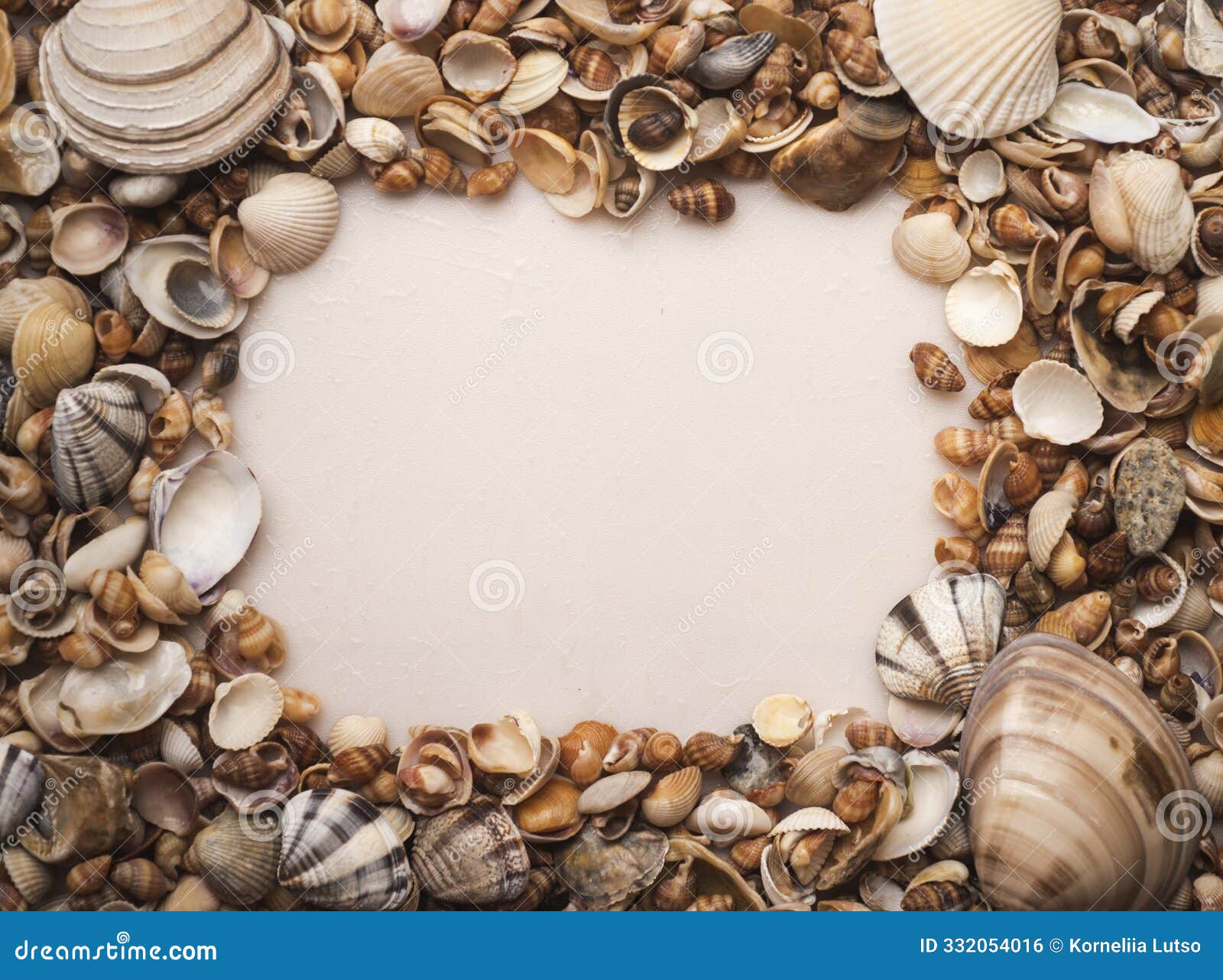 Sea Shells In A Frame Royalty-Free Stock Image | CartoonDealer.com ...