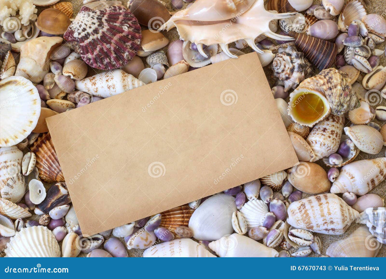 Sea shells. Frame. stock image. Image of seashells, nsture - 67670743