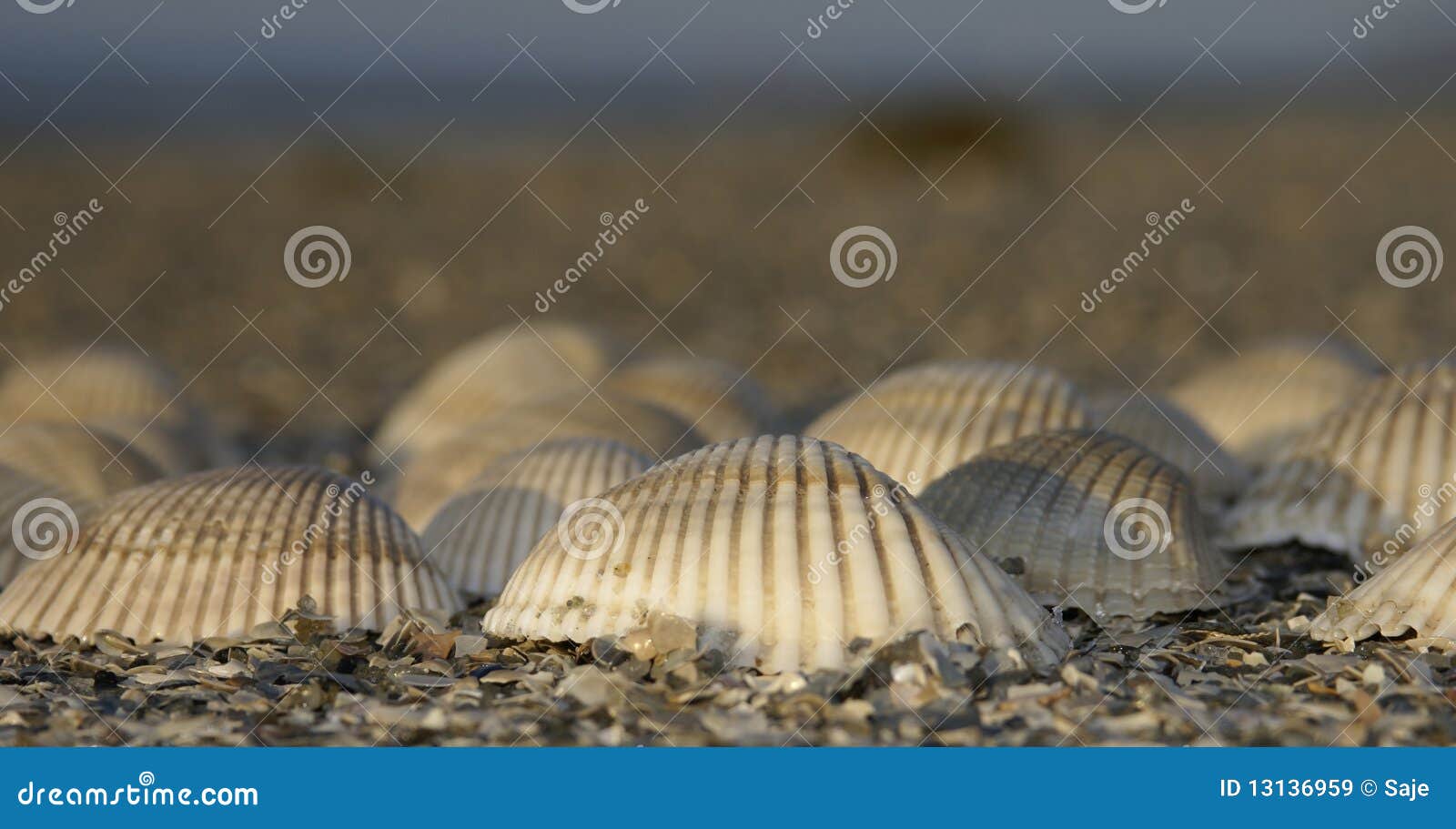 Sea Shells Full stock image. Image of ocean, shells, colored - 13136959