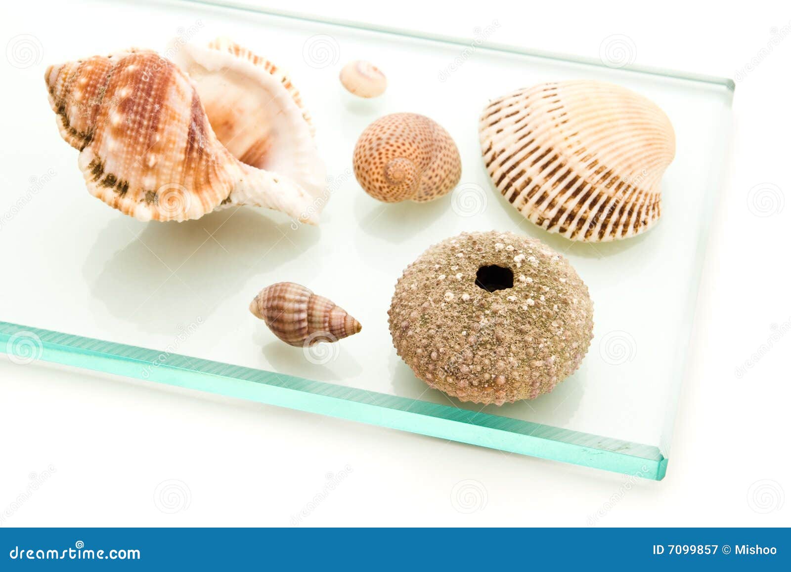 Sea shells on glass stock image. Image of multiple, seashell - 7099857