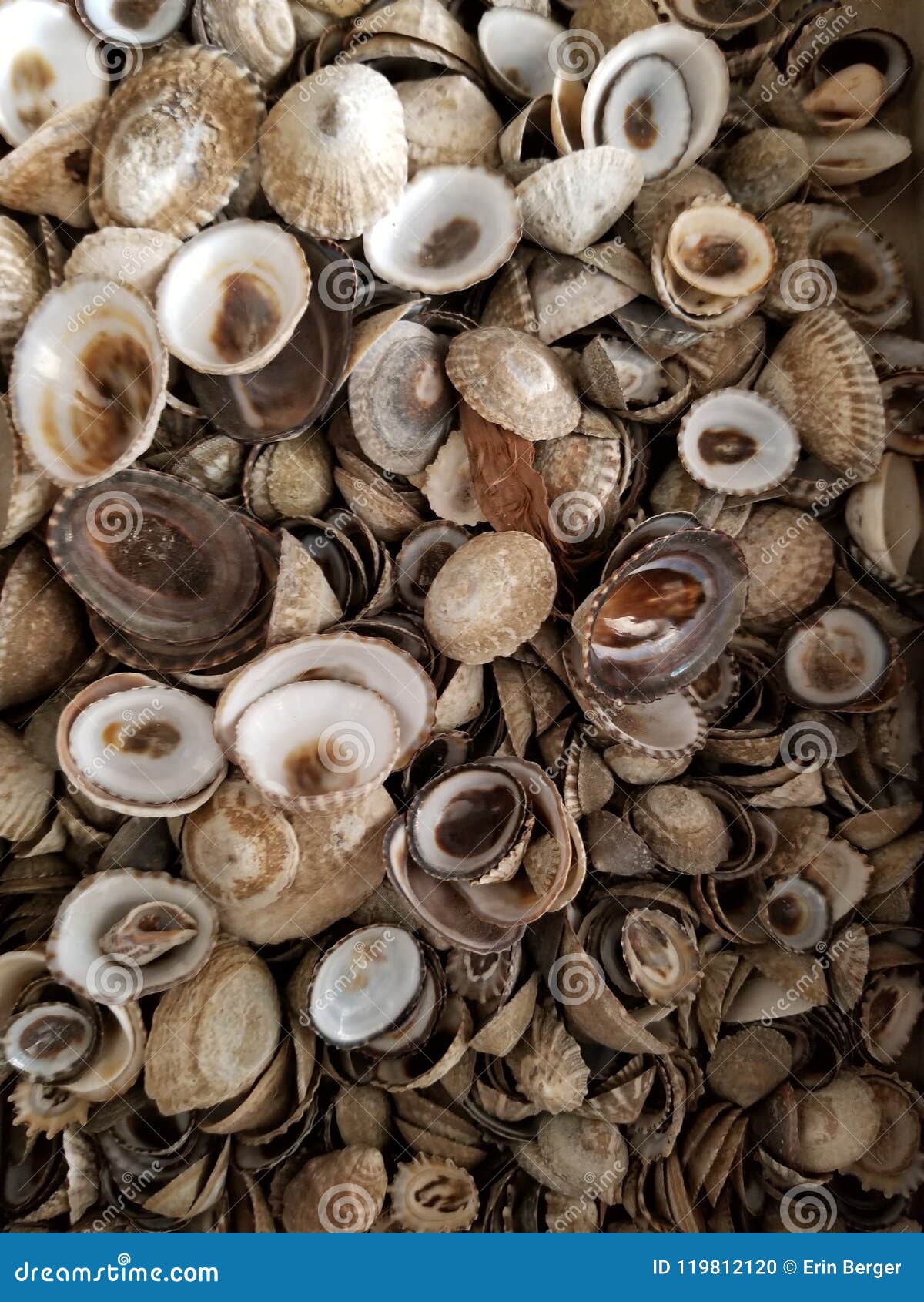 Sea Shells stock photo. Image of small, shells, kaleidoscope - 119812120