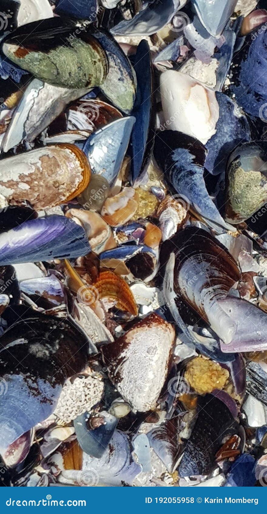 Sea shells graveyard stock photo. Image of shells, sand - 192055958