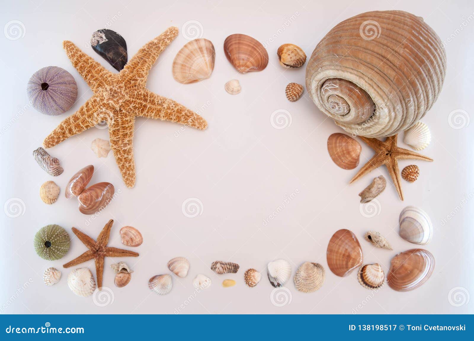 Sea Shells on Gray Background Stock Image - Image of hipster, life ...