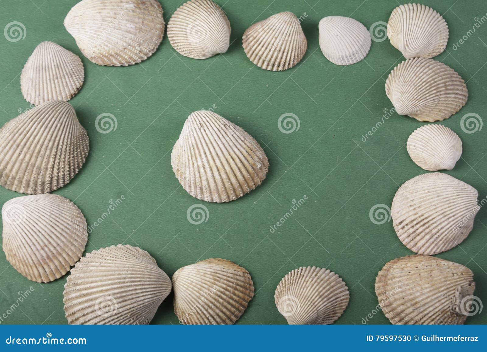 Sea shells stock photo. Image of sand, mineral, texture - 79597530