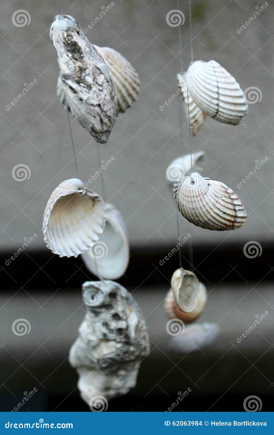 Sea Shells on the Grey Background Stock Photo - Image of small ...