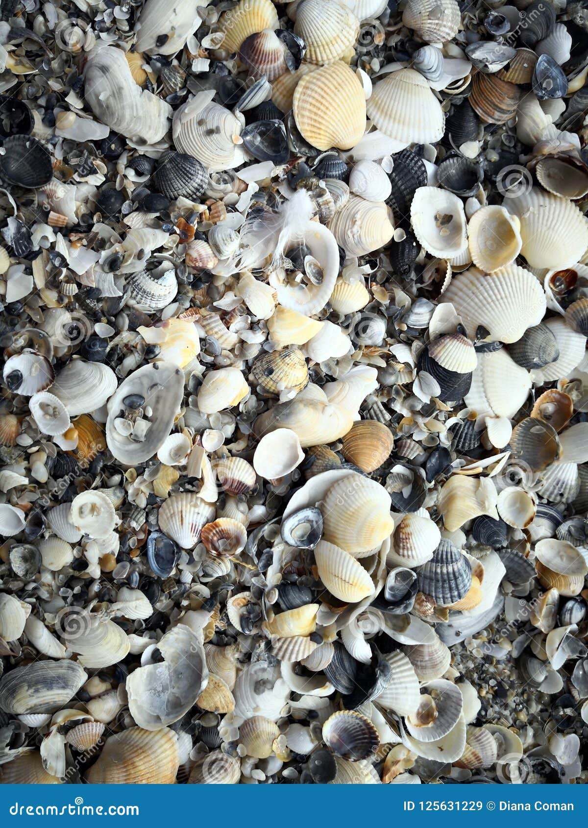 Sea shells - grey textures stock image. Image of macro - 125631229