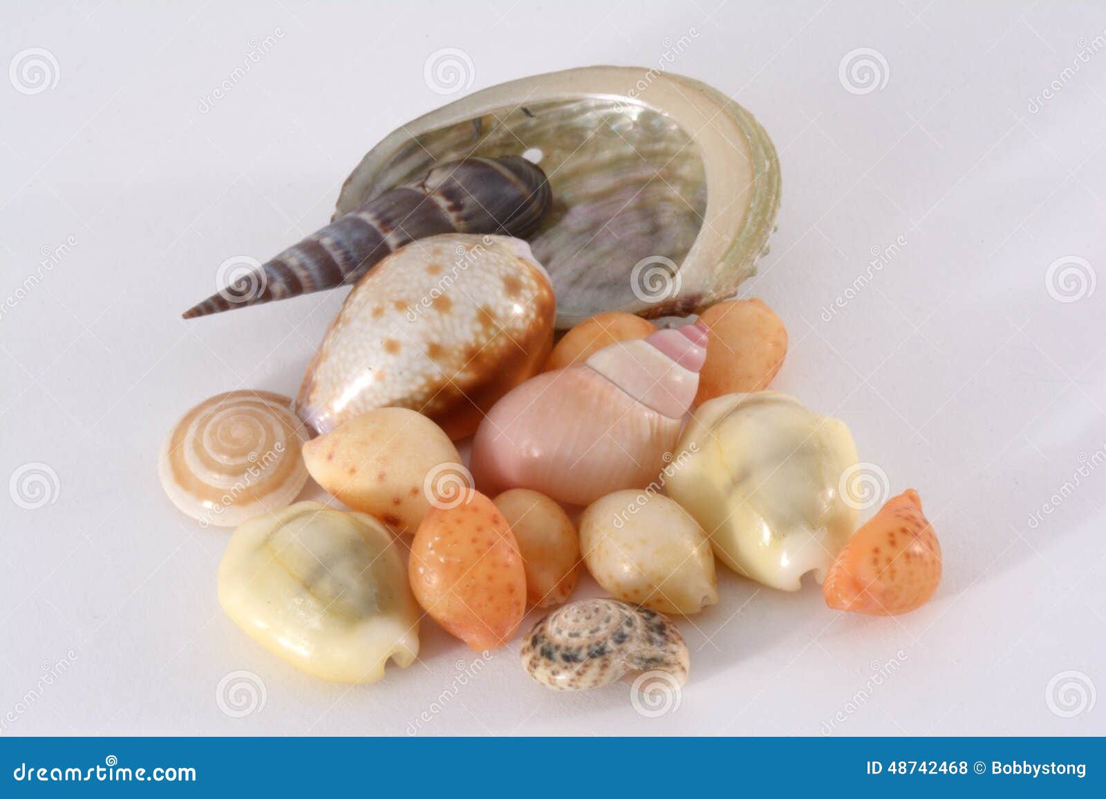 Small Shells stock photo. Image of nature, natural, symmetrical - 48742468
